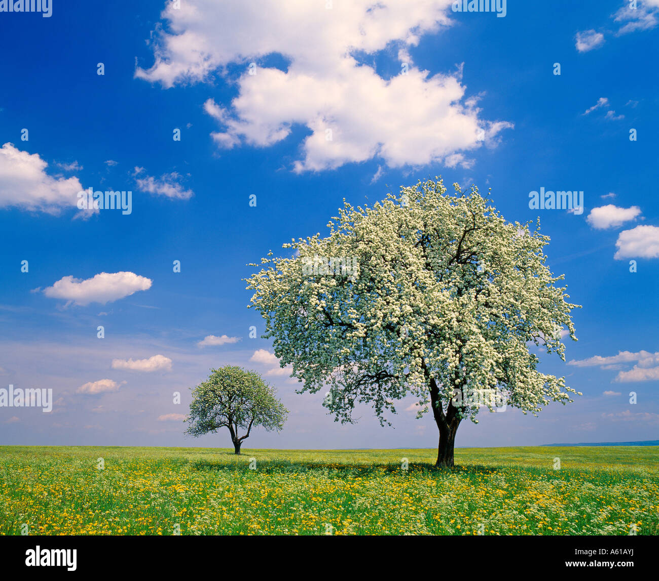 Pear trees in bloom in spring Stock Photo - Alamy