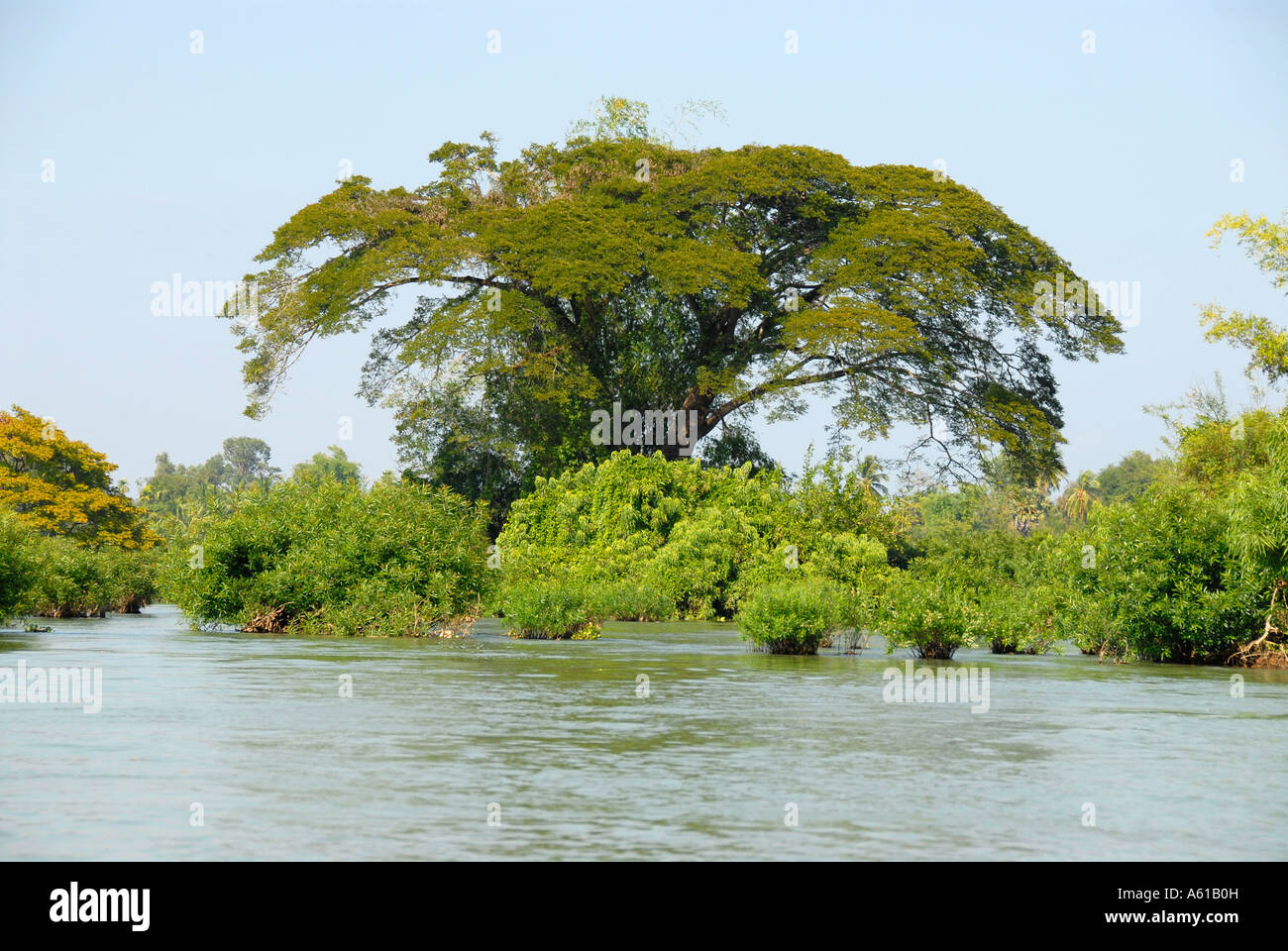 Huge tree above the Mekong River Don Det Si Phan Don Laos Stock Photo ...