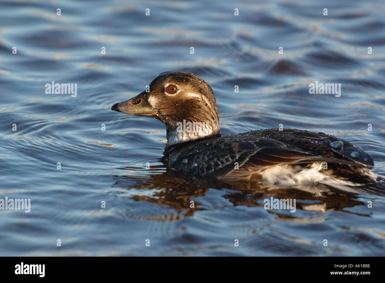Female Long Tailed Duck Thule Greenland Stock Photo - Alamy