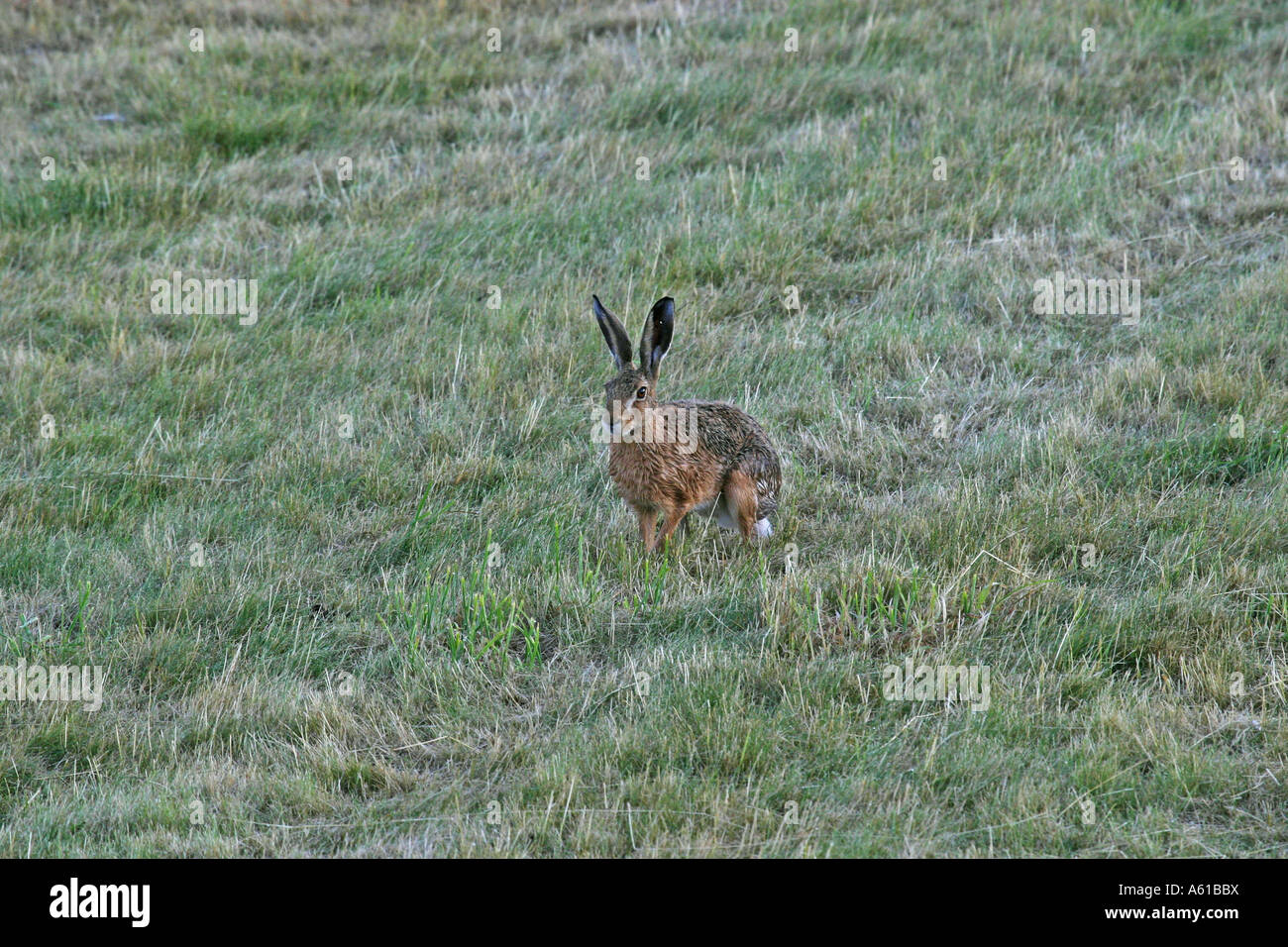 Cape Hare, Lepus capensis Stock Photo - Alamy