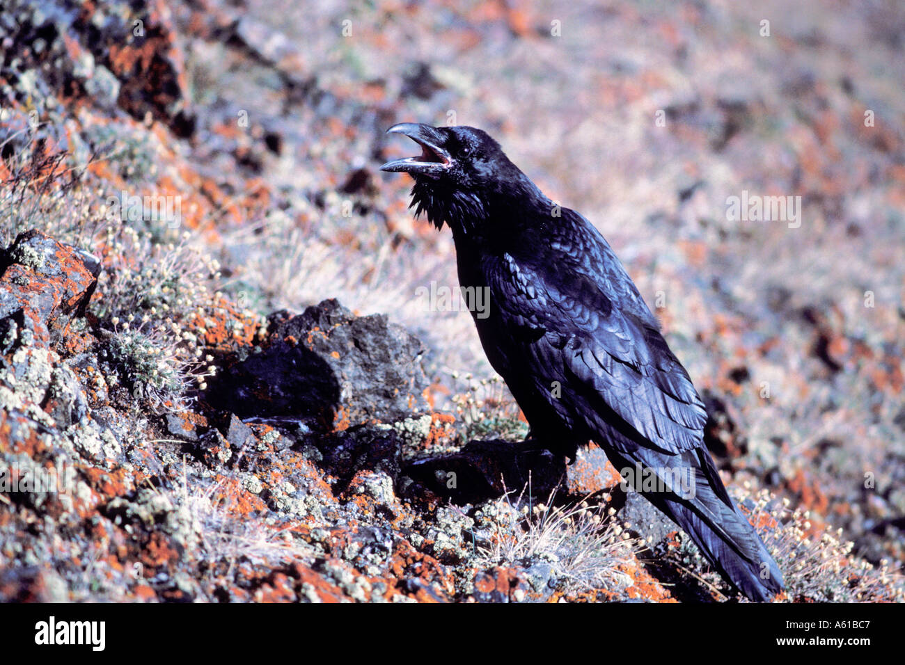 Raven in the tundra Thule Greenland Stock Photo - Alamy