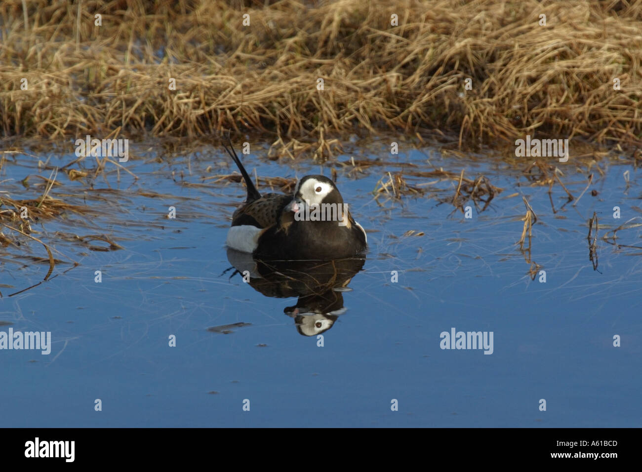 Greenland duck hi-res stock photography and images - Alamy