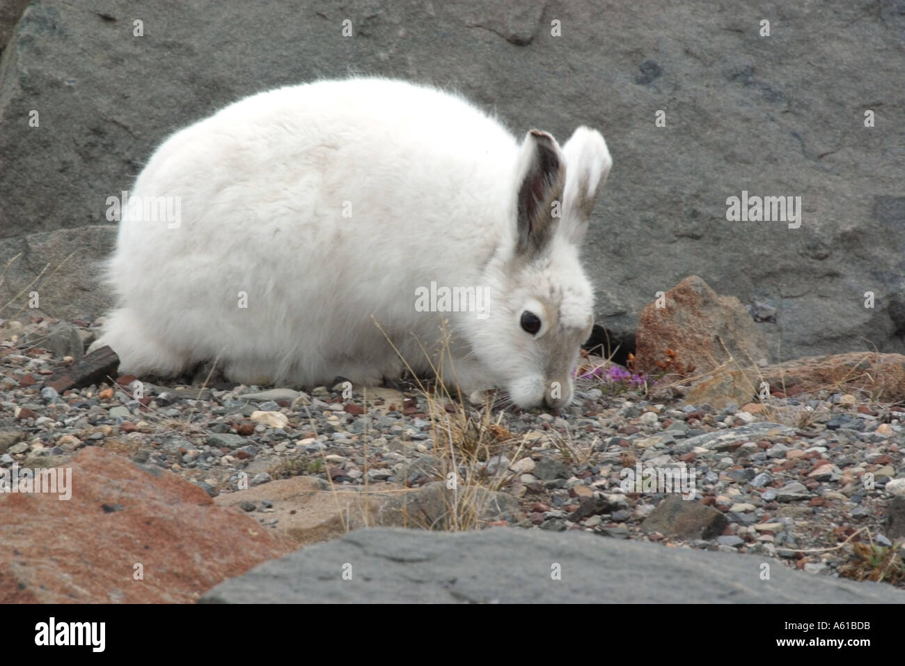 Arctic Hare Thule Greenland Stock Photo - Alamy