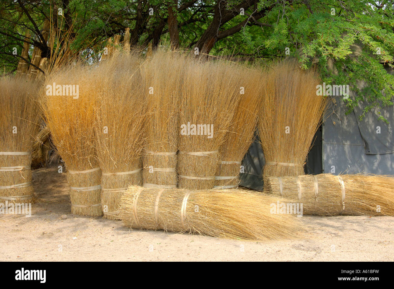 Bundles of reed for roofing African round huts, Botswana Stock Photo ...