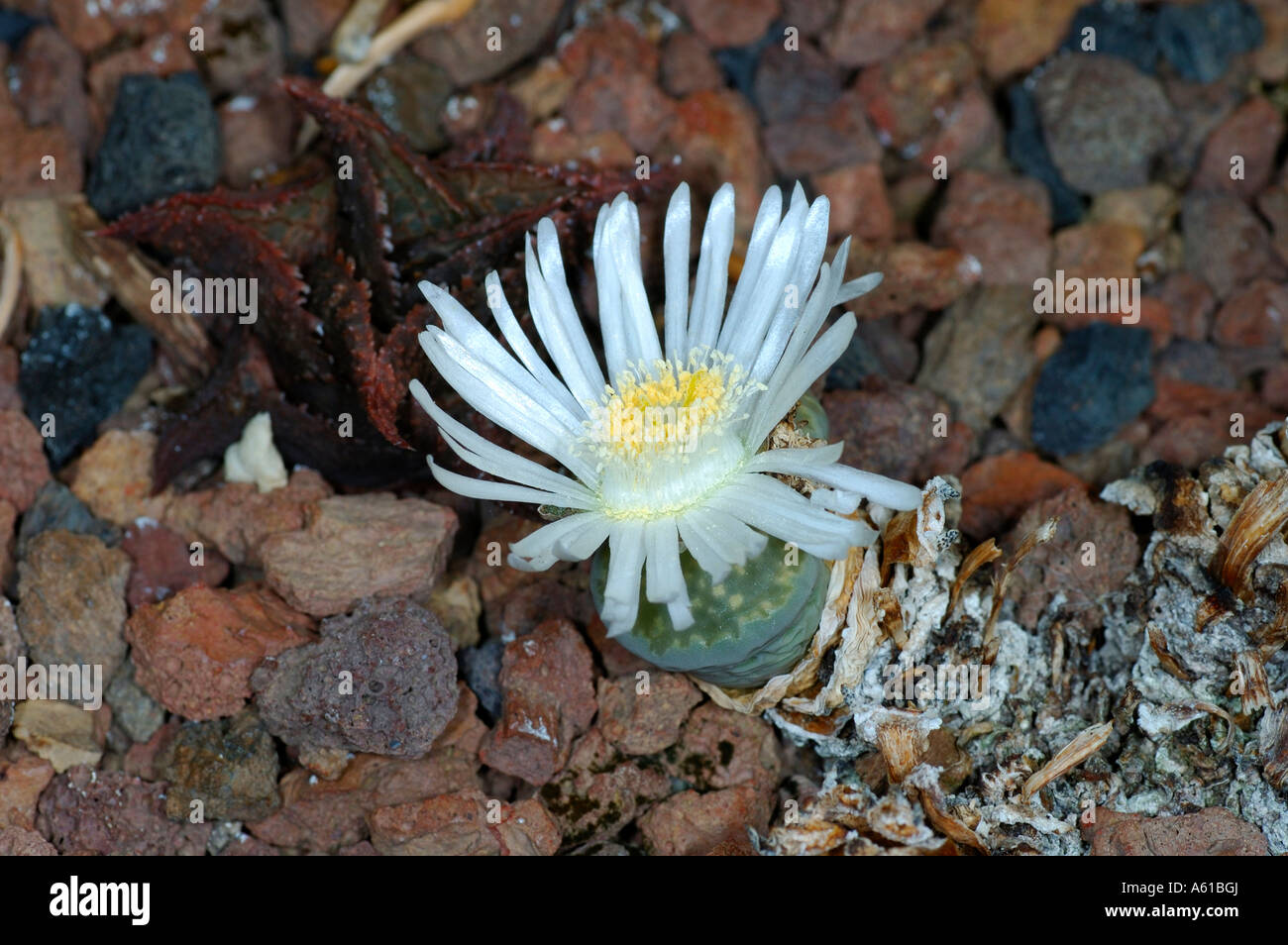 Lithops habitat hi-res stock photography and images - Alamy