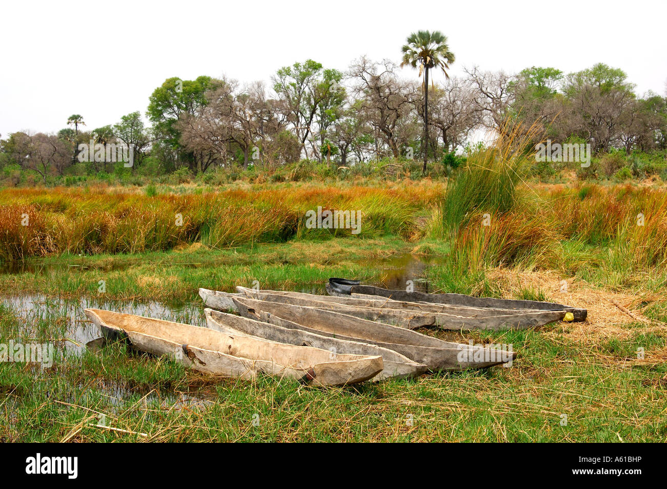 Mokoro canoes, Okavango Delta, Okavango Swamp, Botswana Stock Photo - Alamy