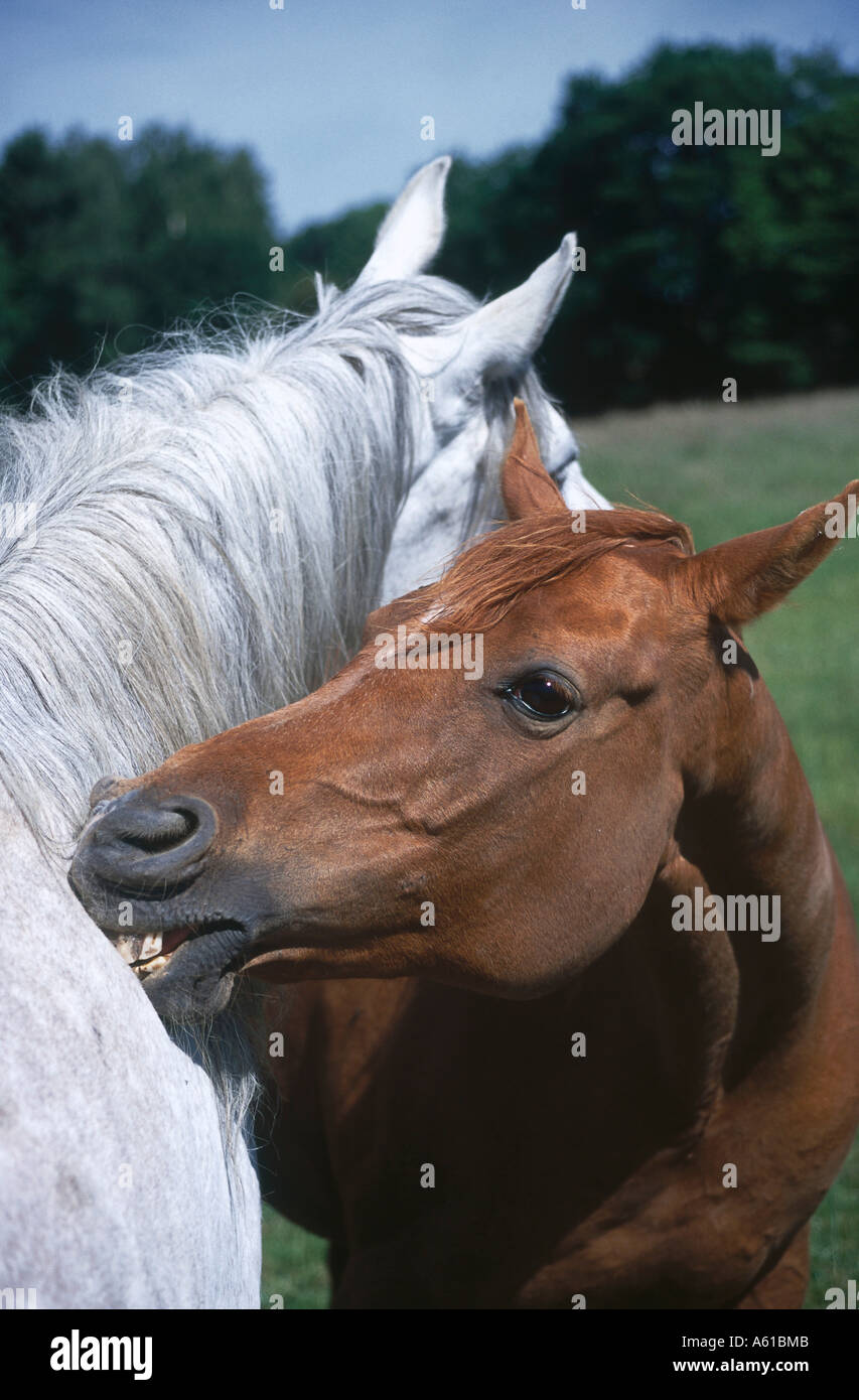 Arab horses pasture growing in field Stock Photo - Alamy