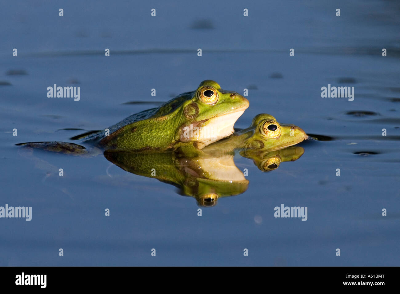 2 edible frogs (Rana esculenta) sitting on each other Stock Photo - Alamy