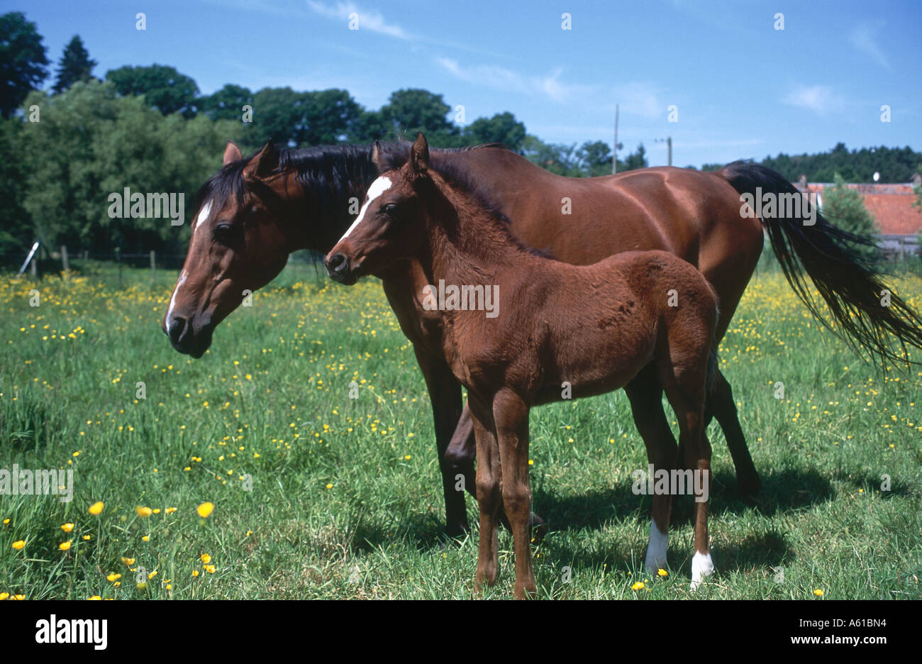 Arab horse standing with its foal in field, Germany Stock Photo - Alamy