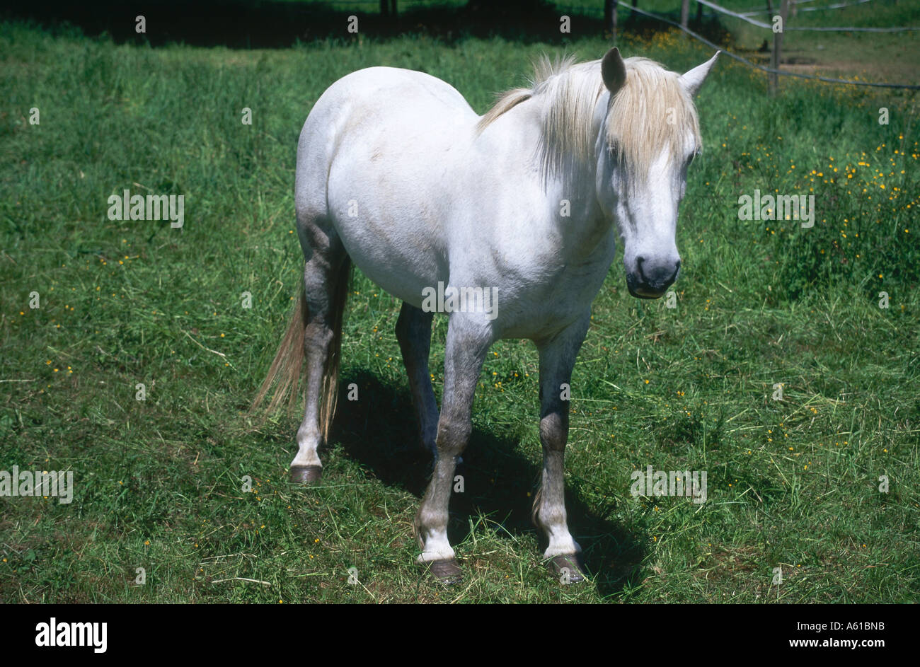 White Arab horse standing in field, Germany Stock Photo - Alamy