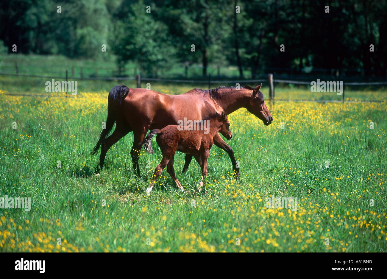Arab horse walking with its foal in field, Germany Stock Photo - Alamy