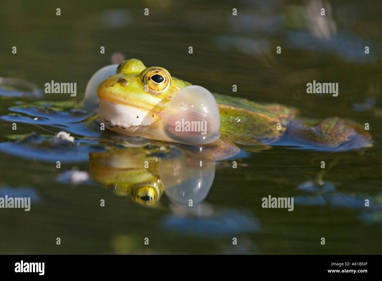 Edible frog (Rana esculenta) with bloated vocal sac Stock Photo - Alamy