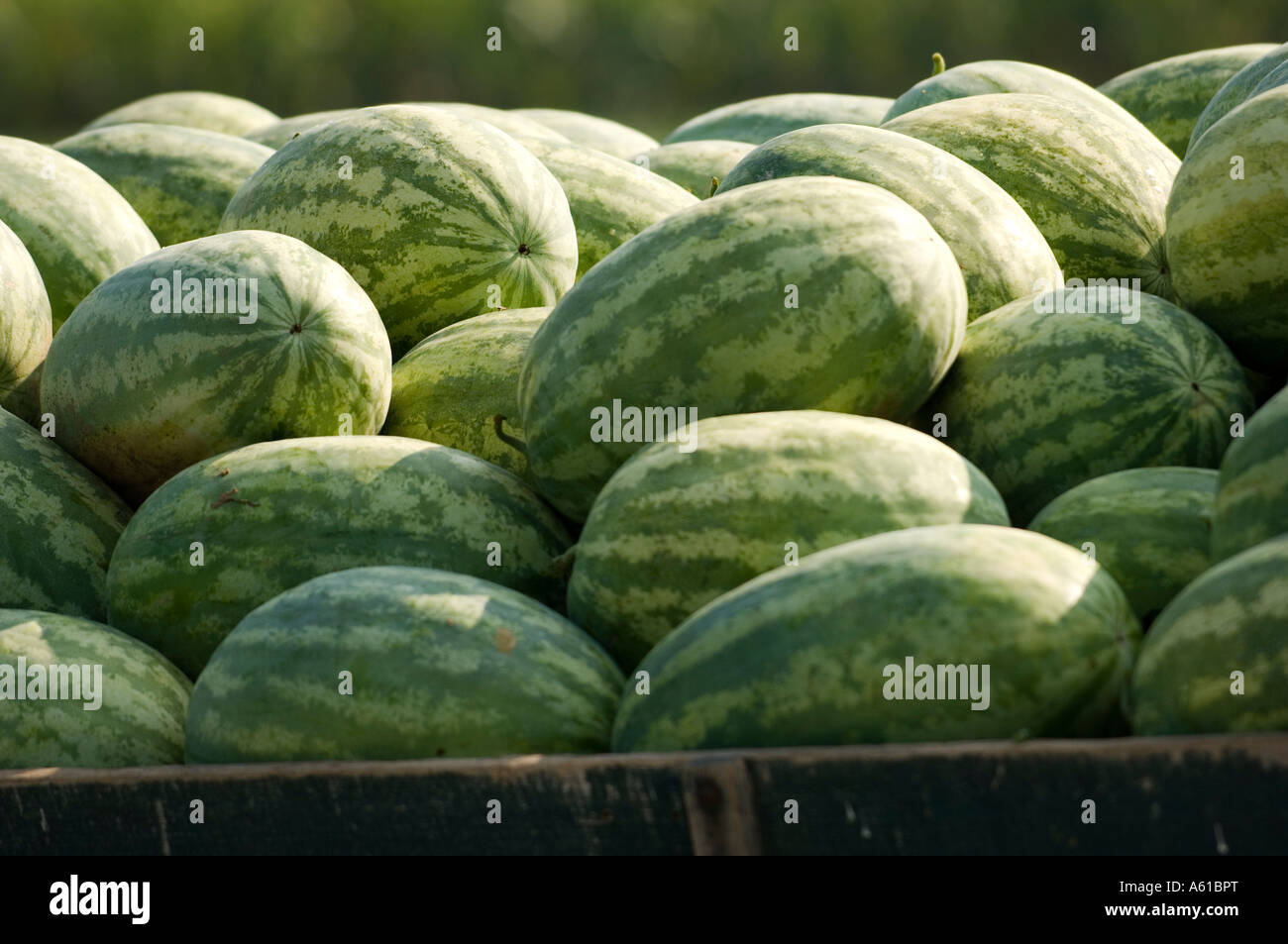 Watermelon in a wagon Jackson County Indiana Stock Photo - Alamy