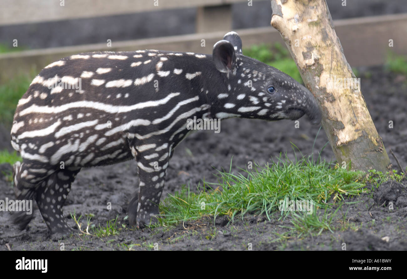 Baby tapir born with a brown coat covered in white stripes and spots ...