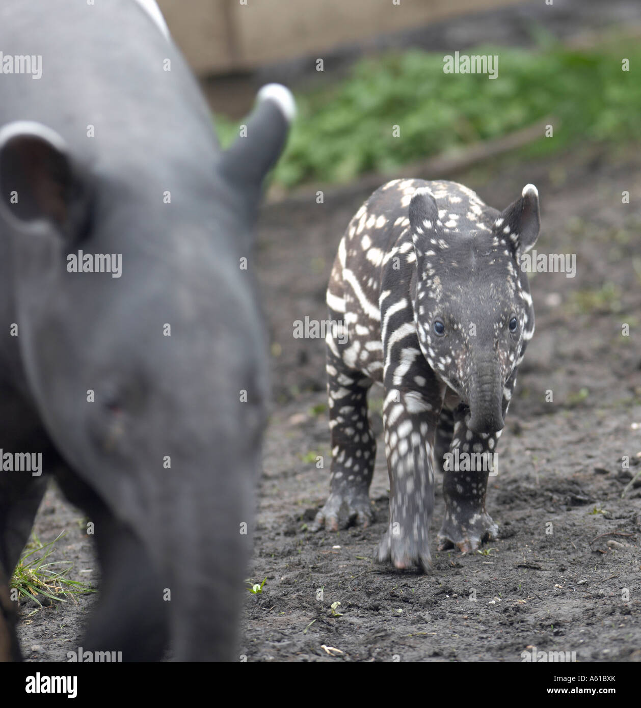 Malayan Tapir Mother And Baby