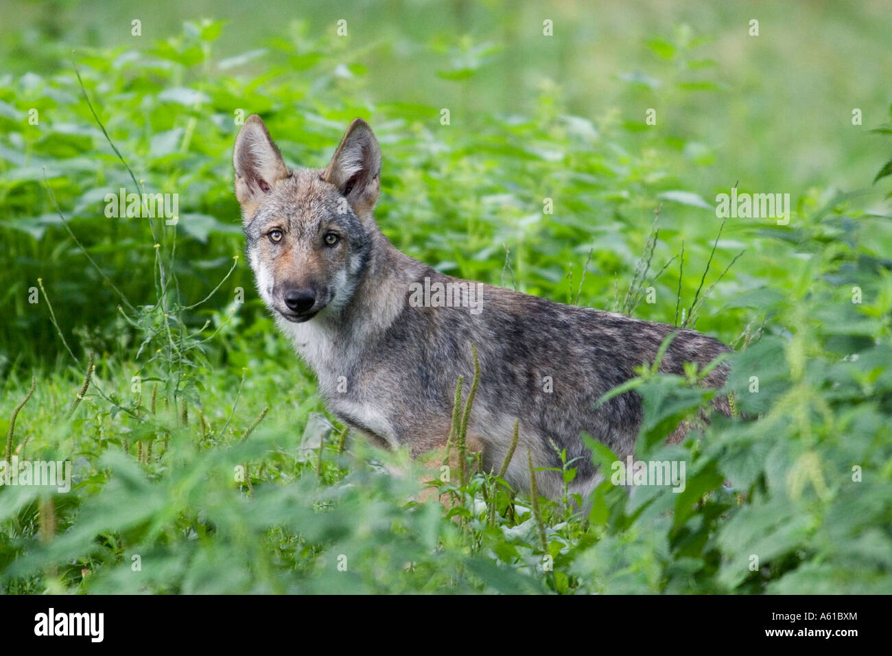 Young wolf canis lupo hi-res stock photography and images - Alamy
