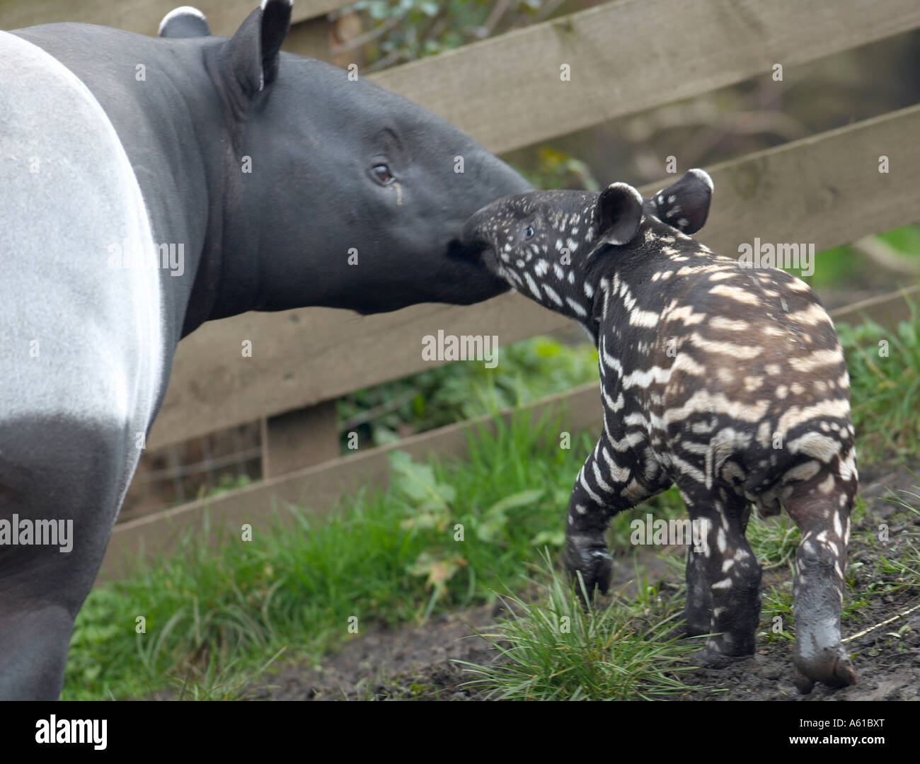 Malayan Tapir Mother And Baby