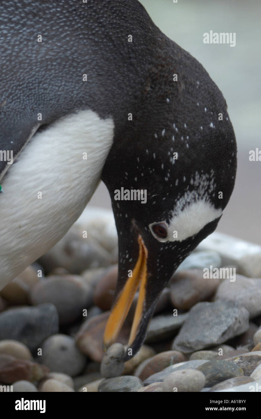 Penguin mating ritual hi-res stock photography and images - Alamy