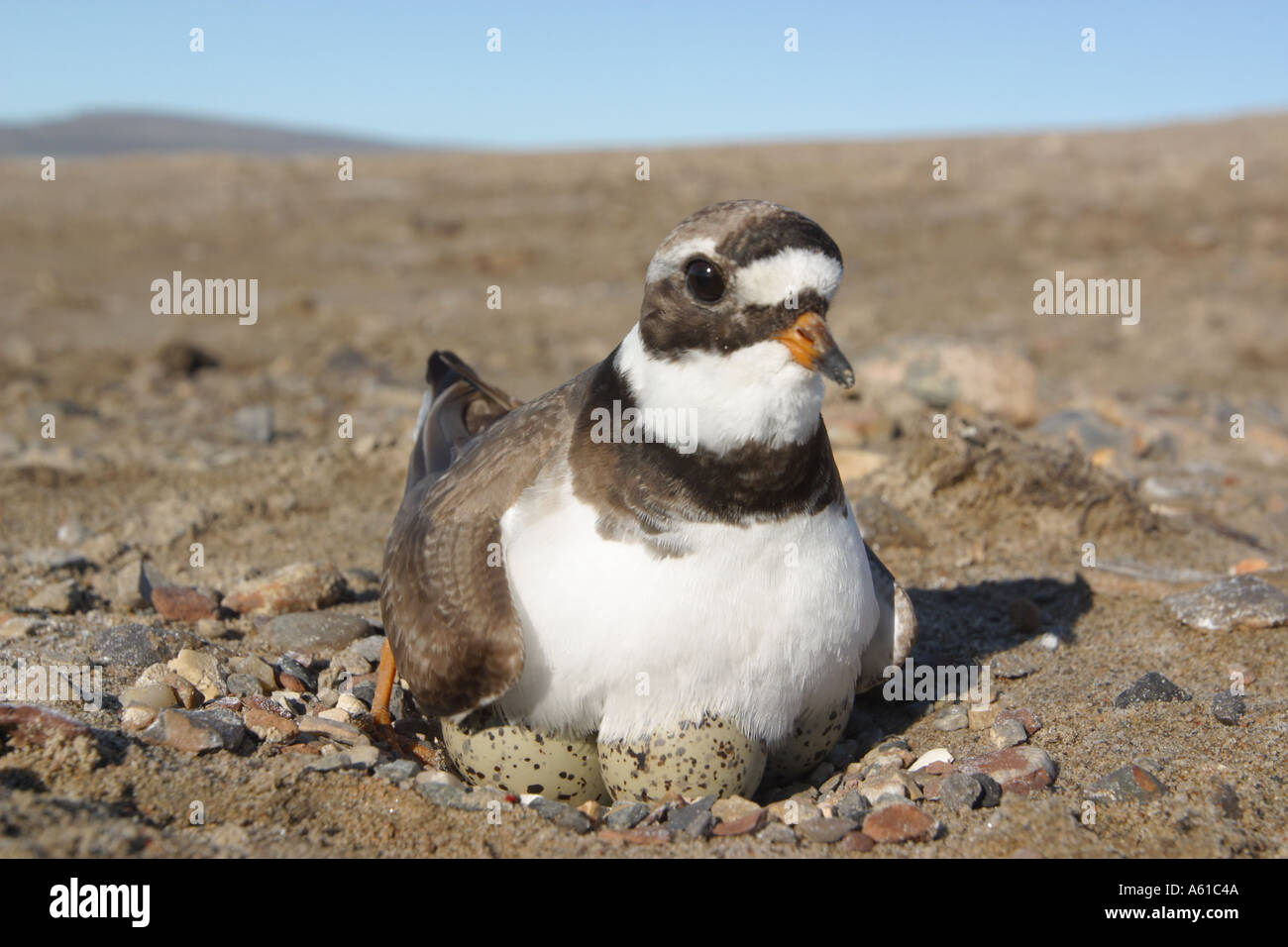 Ringed Plover at its nest Thule Greenland Stock Photo - Alamy