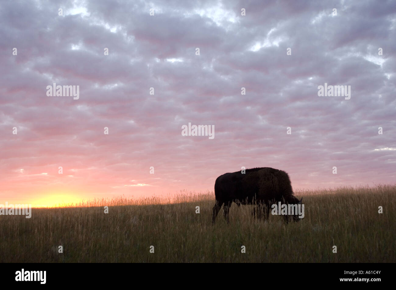 Bison at Sunset Theodore Roosevelt National Park North Dakota Stock ...