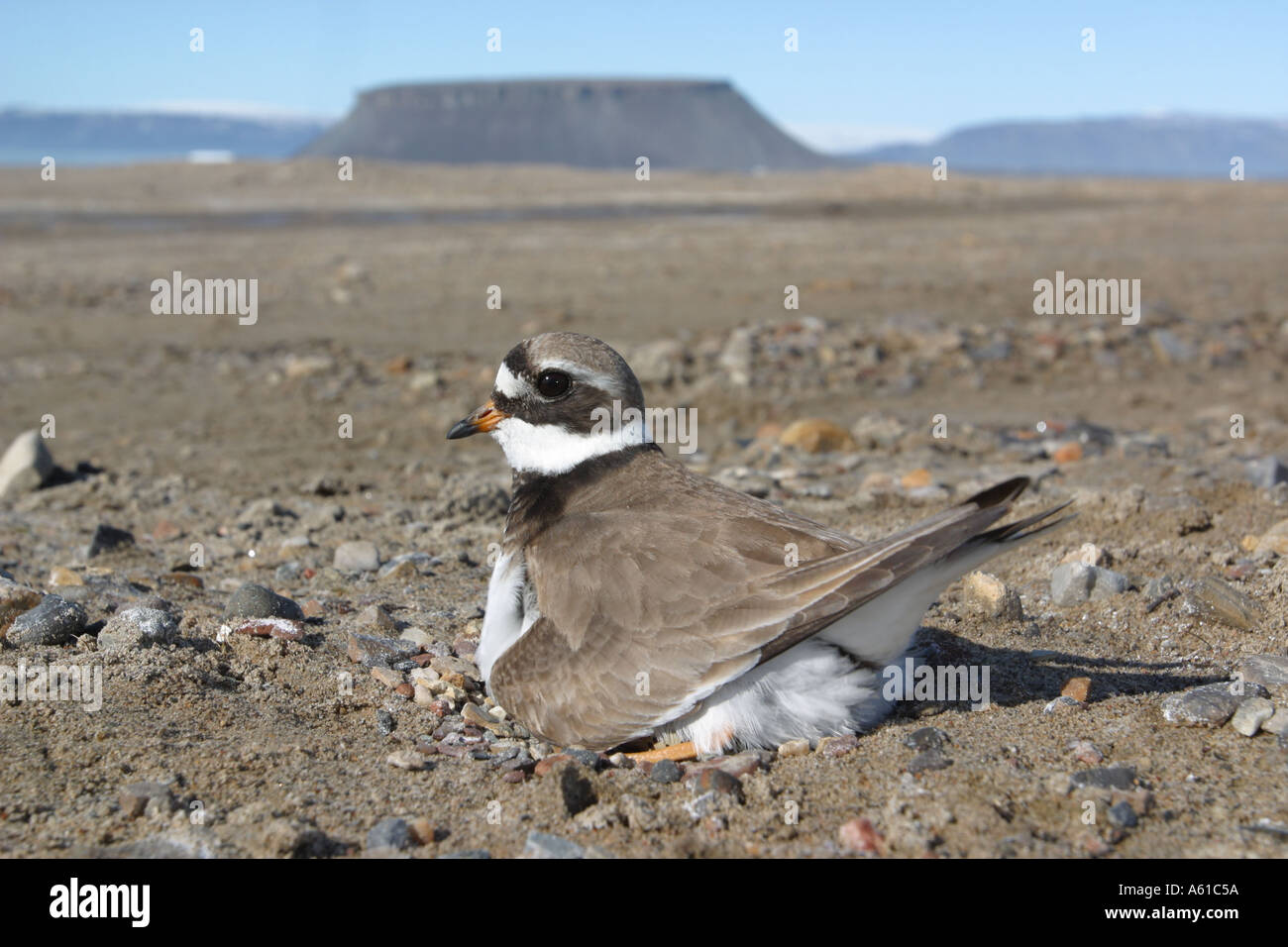 Ringed Plover at its nest Thule Greenland Stock Photo - Alamy