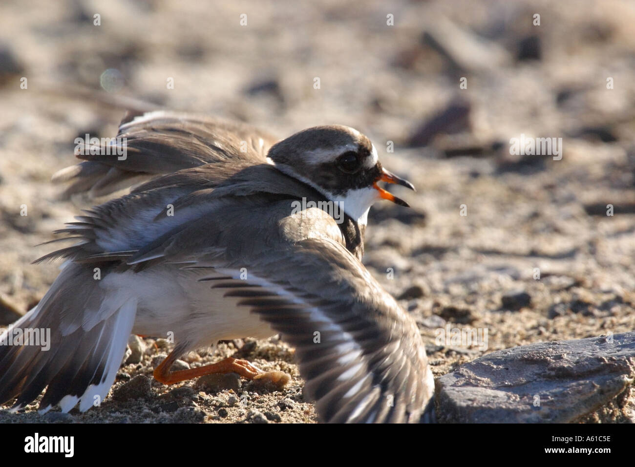 Broken Wing Display High Resolution Stock Photography and Images - Alamy