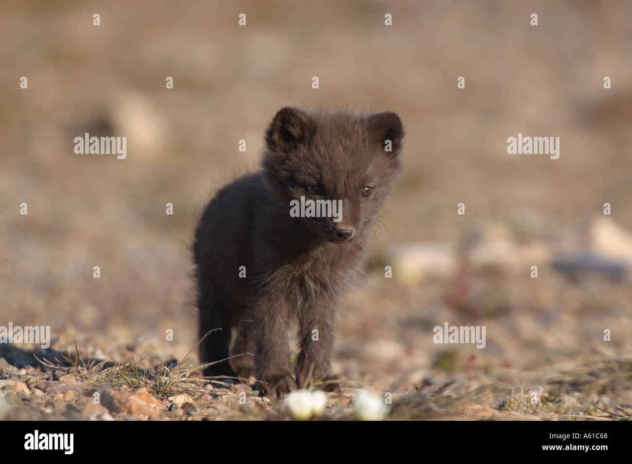 Arctic Fox baby Thule Greenland Stock Photo - Alamy