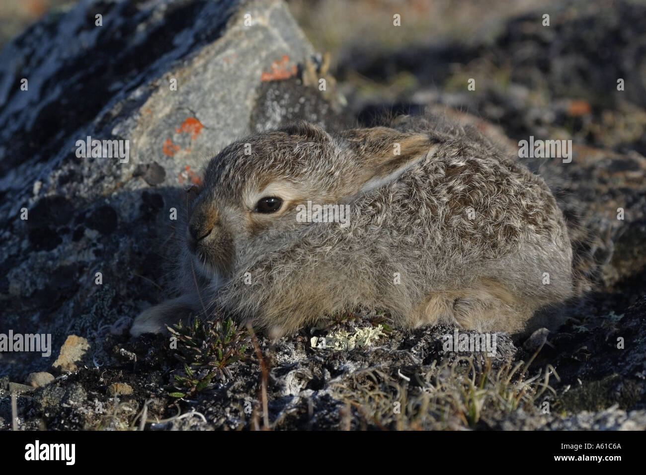 Arctic Hare baby Thule Greenland Stock Photo - Alamy