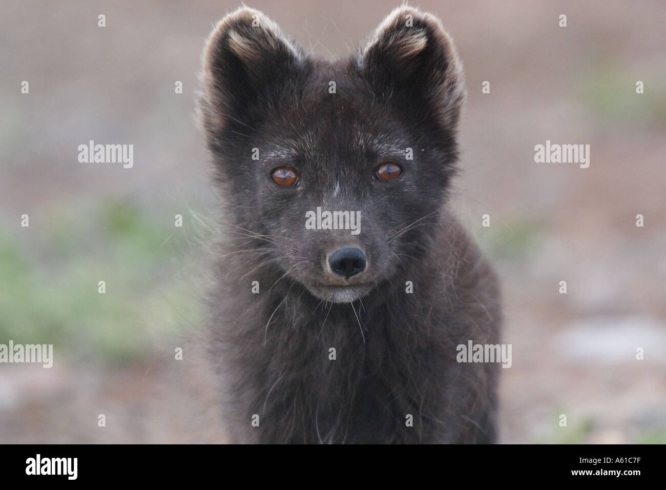 Arctic Fox Thule Greenland Stock Photo - Alamy