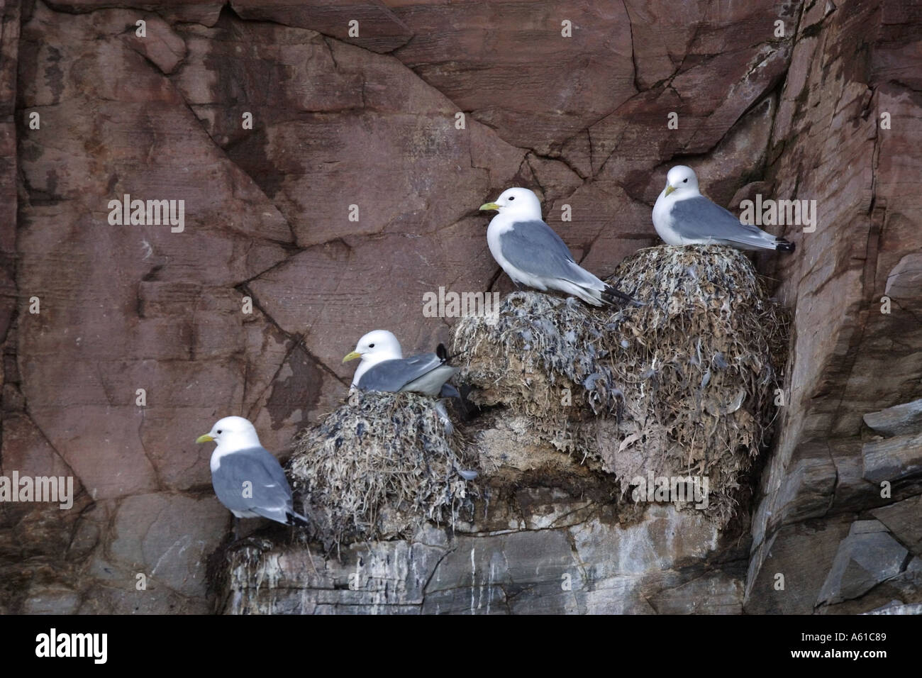 Saunders Island Greenland SAUNDERS ISLAND
