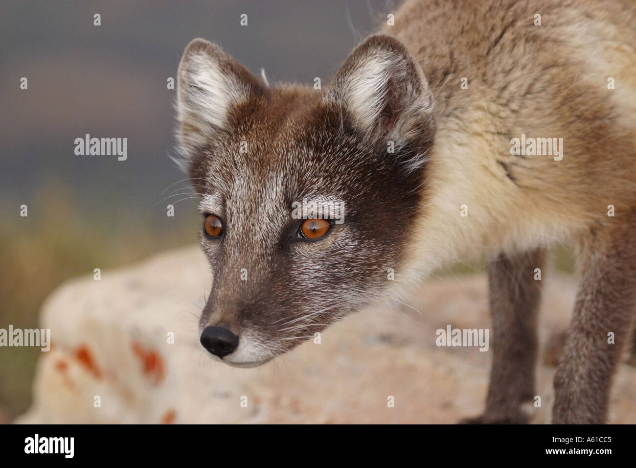 Arctic Fox Thule Greenland Stock Photo - Alamy