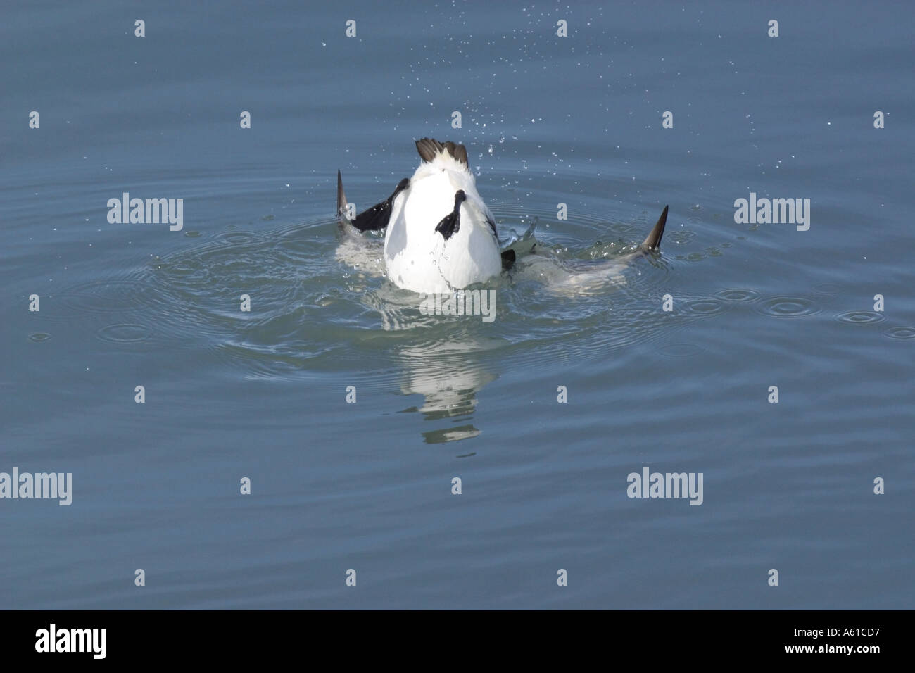 Thick Billed Murre diving Thule Greenland Stock Photo - Alamy