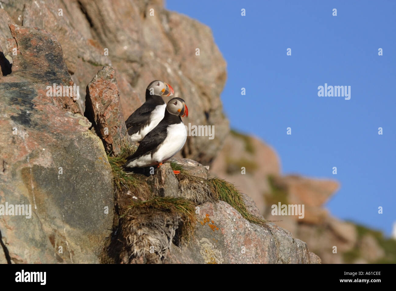 Atlantic Puffins Thule Greenland Stock Photo - Alamy