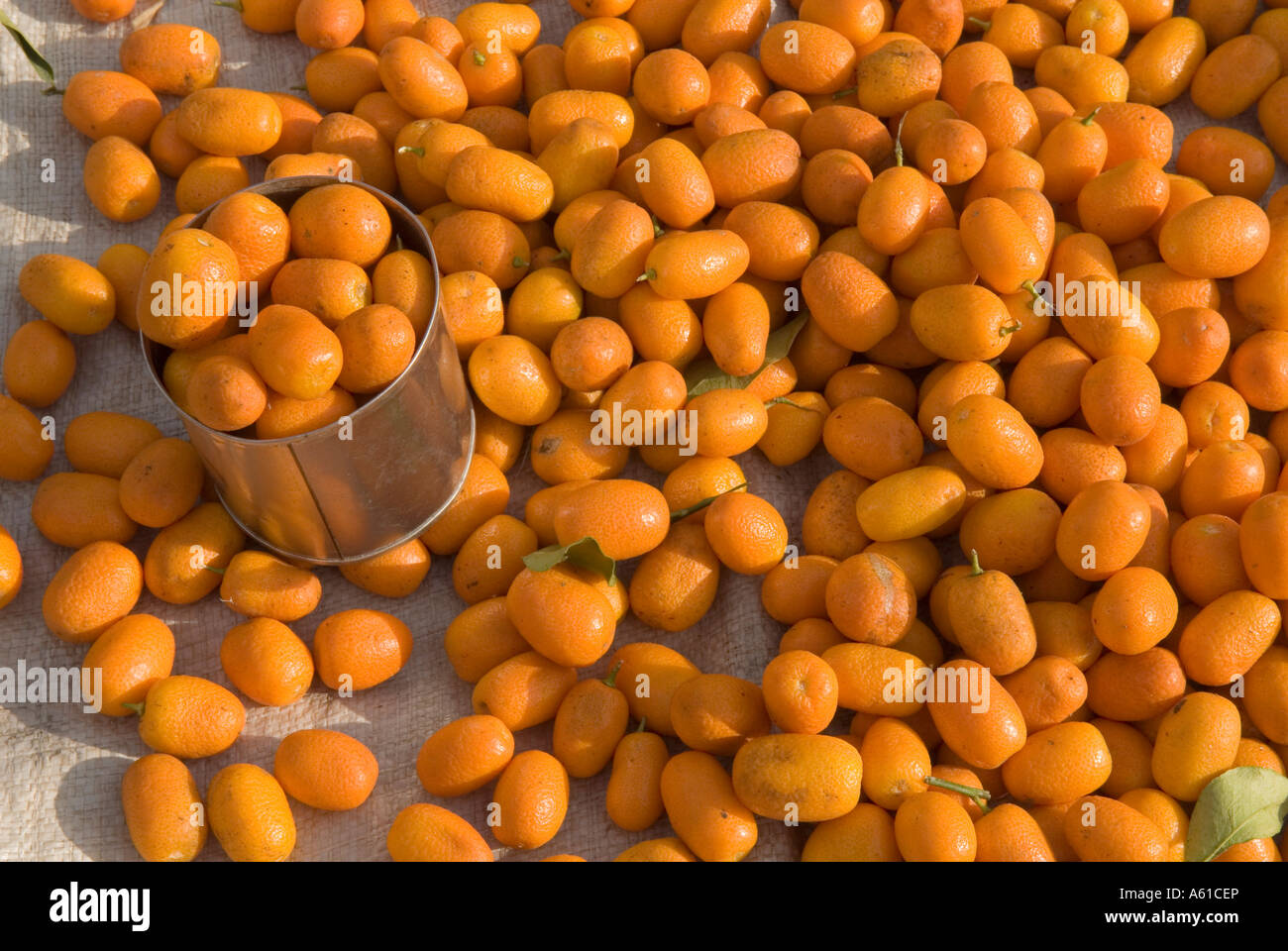 Kumquat fruits on a market in Myanmar Stock Photo - Alamy