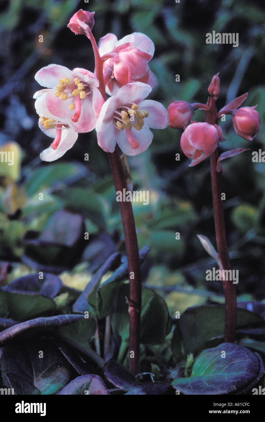 Pyrola grandiflora at Thule Greenland Stock Photo - Alamy