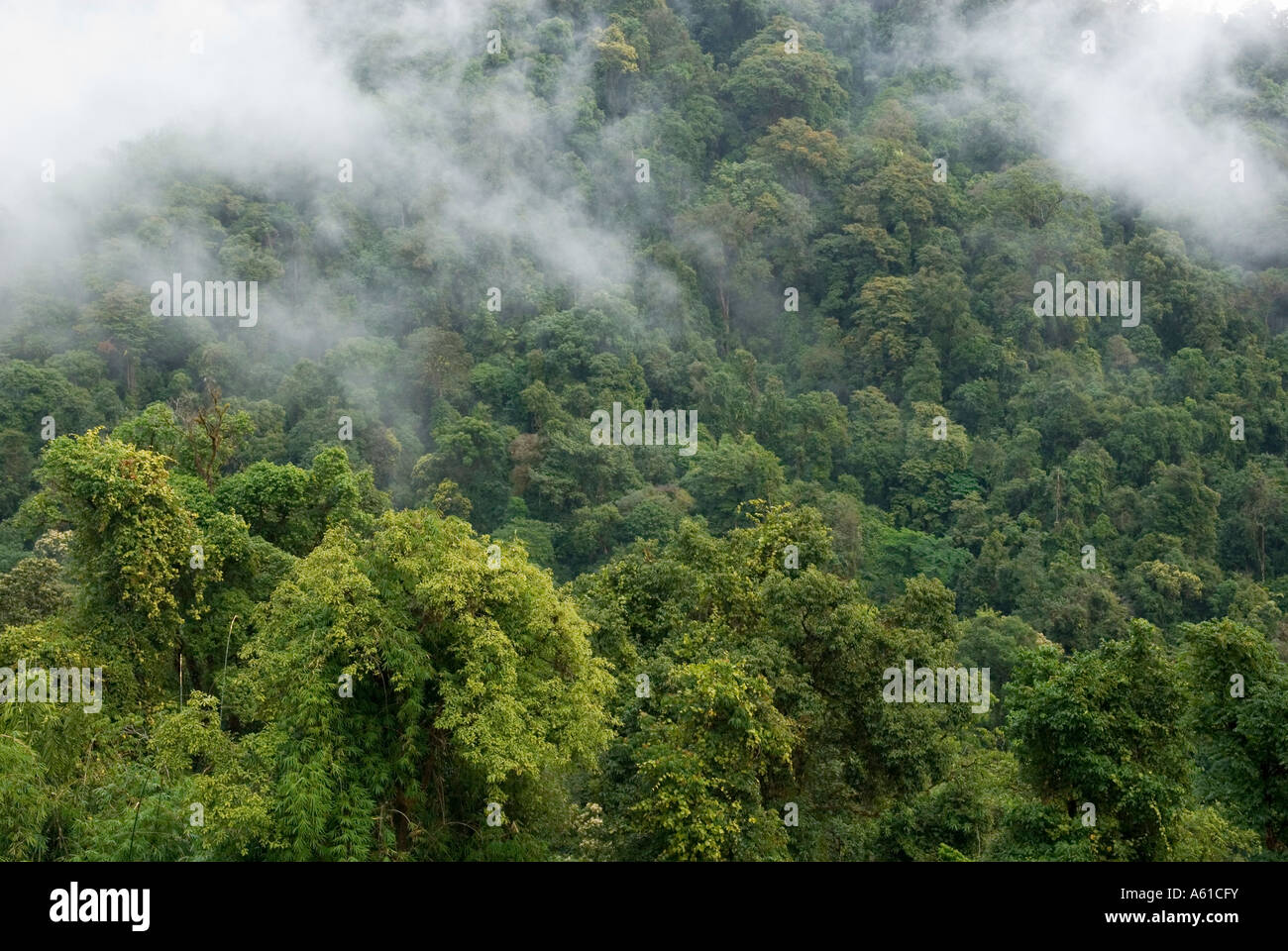 Myanmar jungle hi-res stock photography and images - Alamy