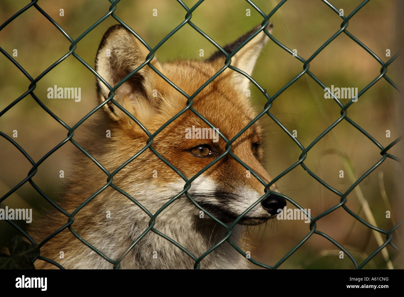 Fox fence predator hi-res stock photography and images - Alamy