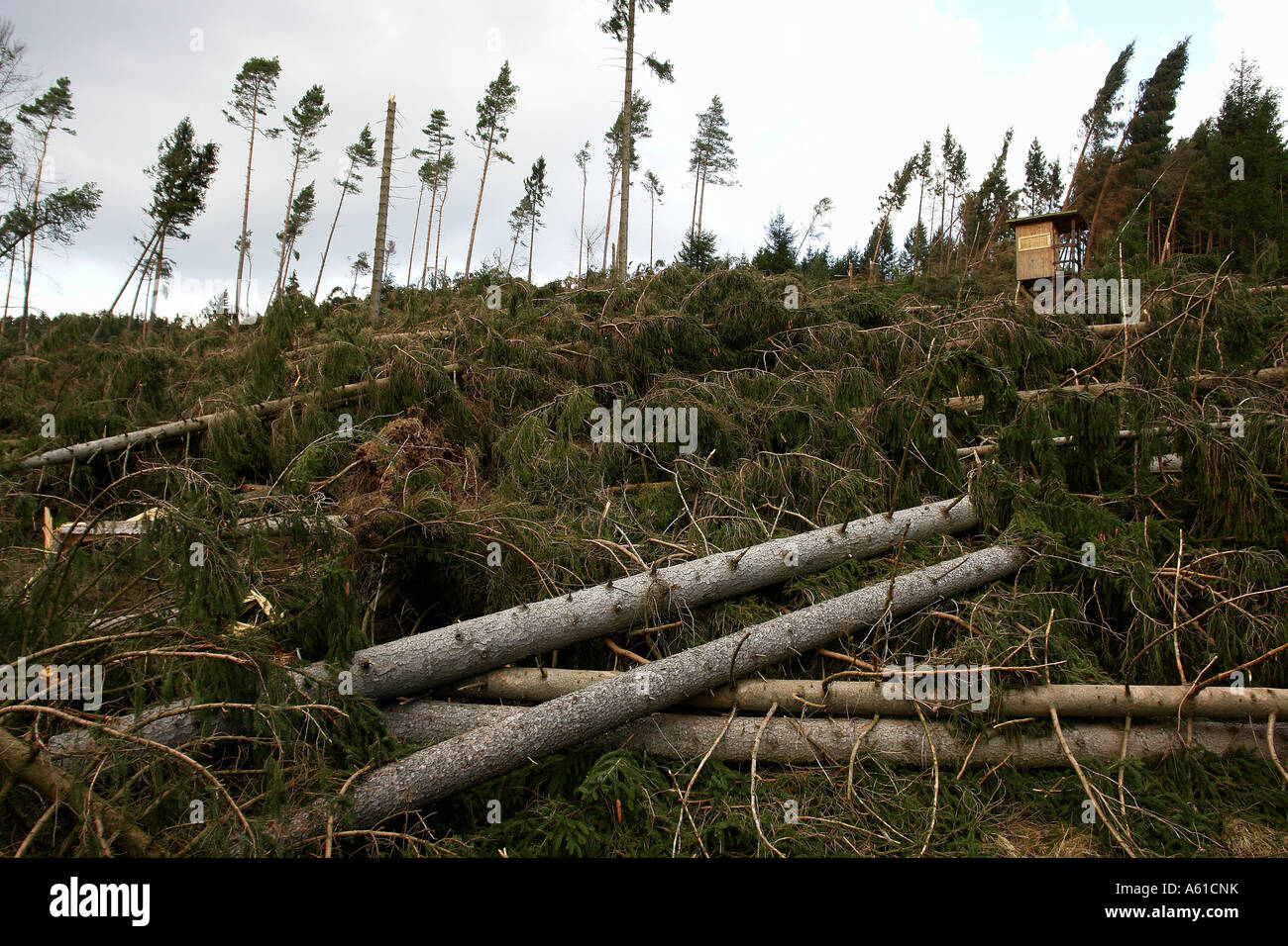 Storm loss in the Sauerland, North Rhine-Westphalia, Germany Stock ...