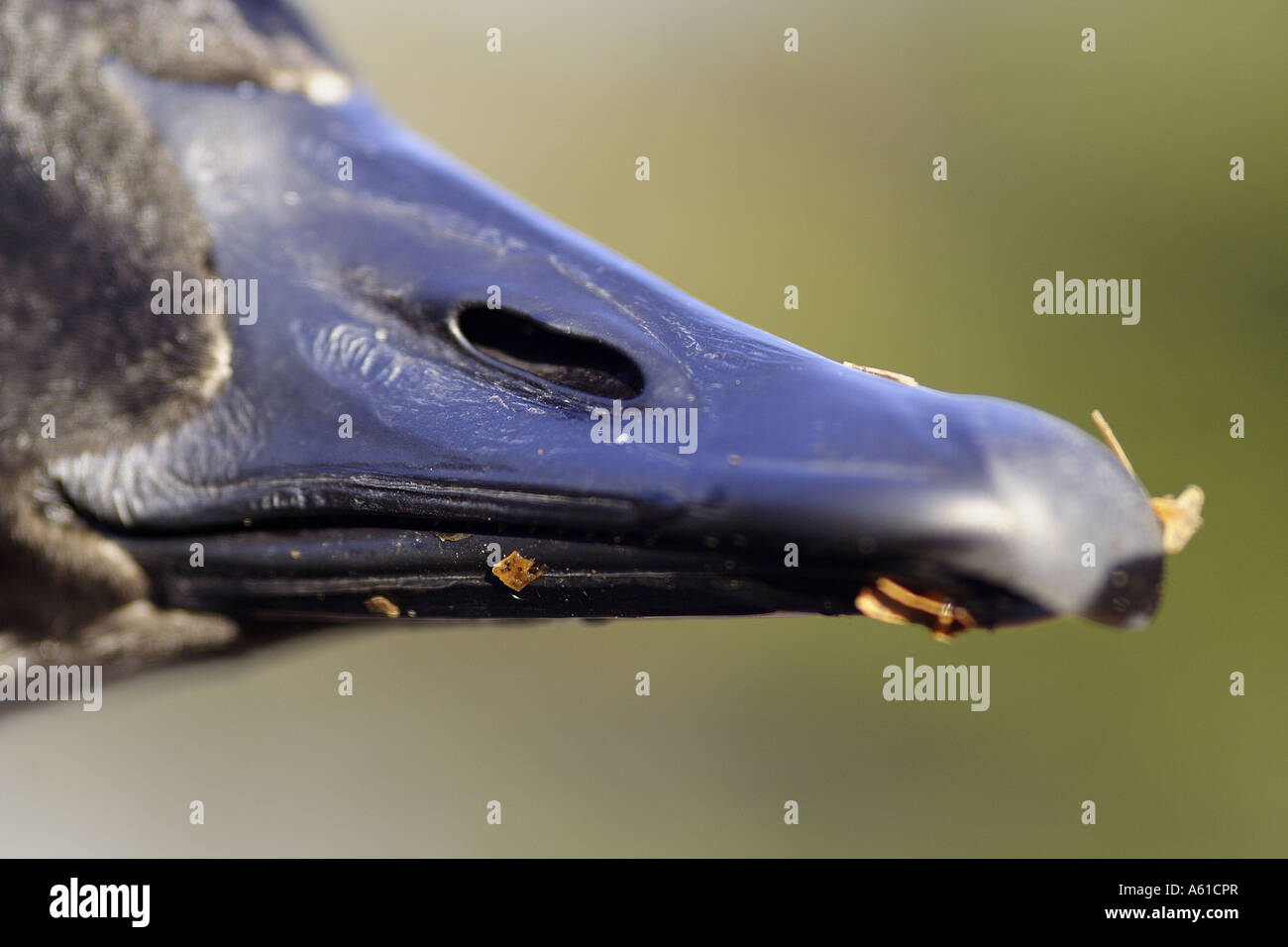 Bill of a Canada Goose (Branta canadensis Stock Photo - Alamy