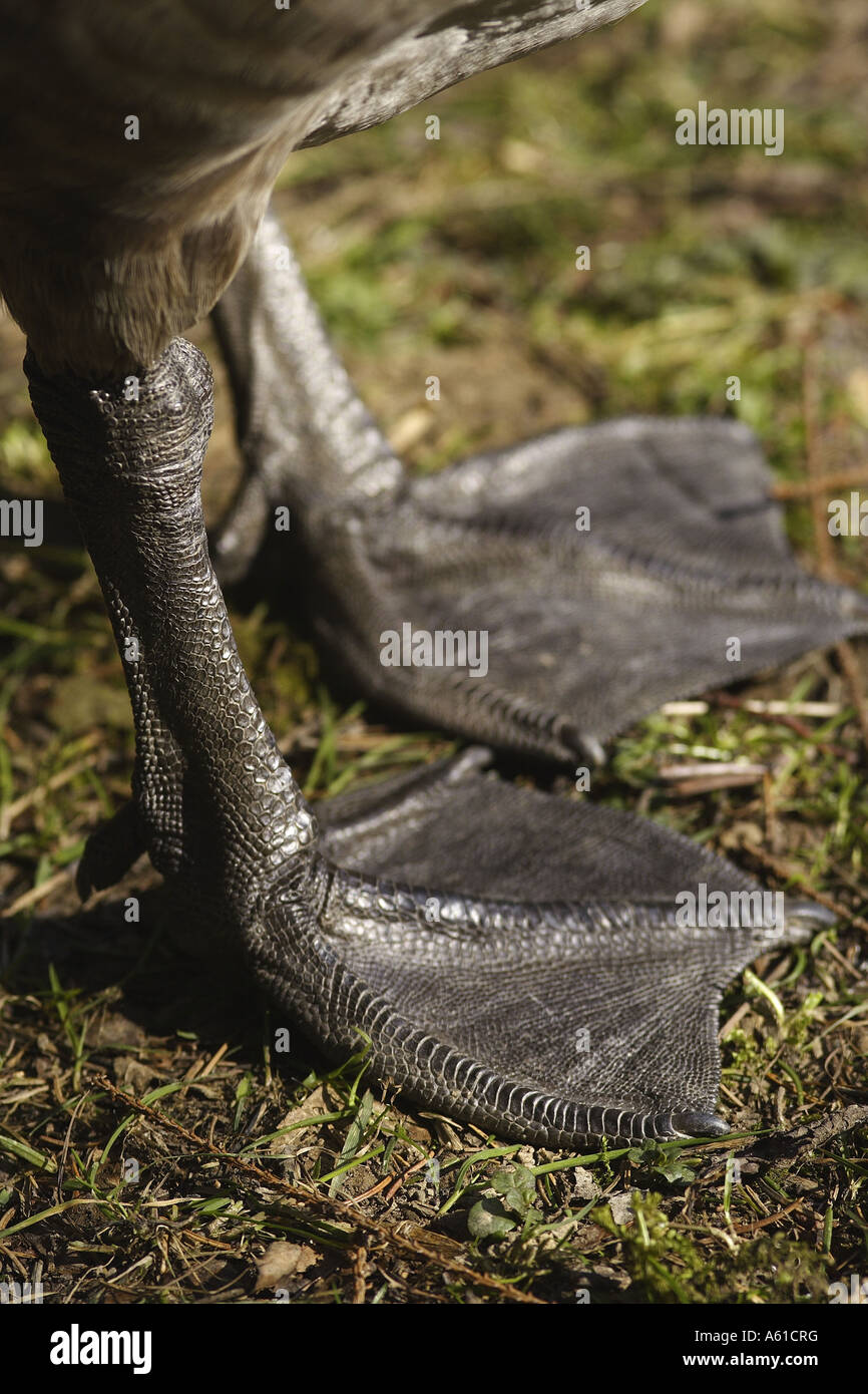 Scaled feet of a Canada Goose (Branta canadensis Stock Photo - Alamy