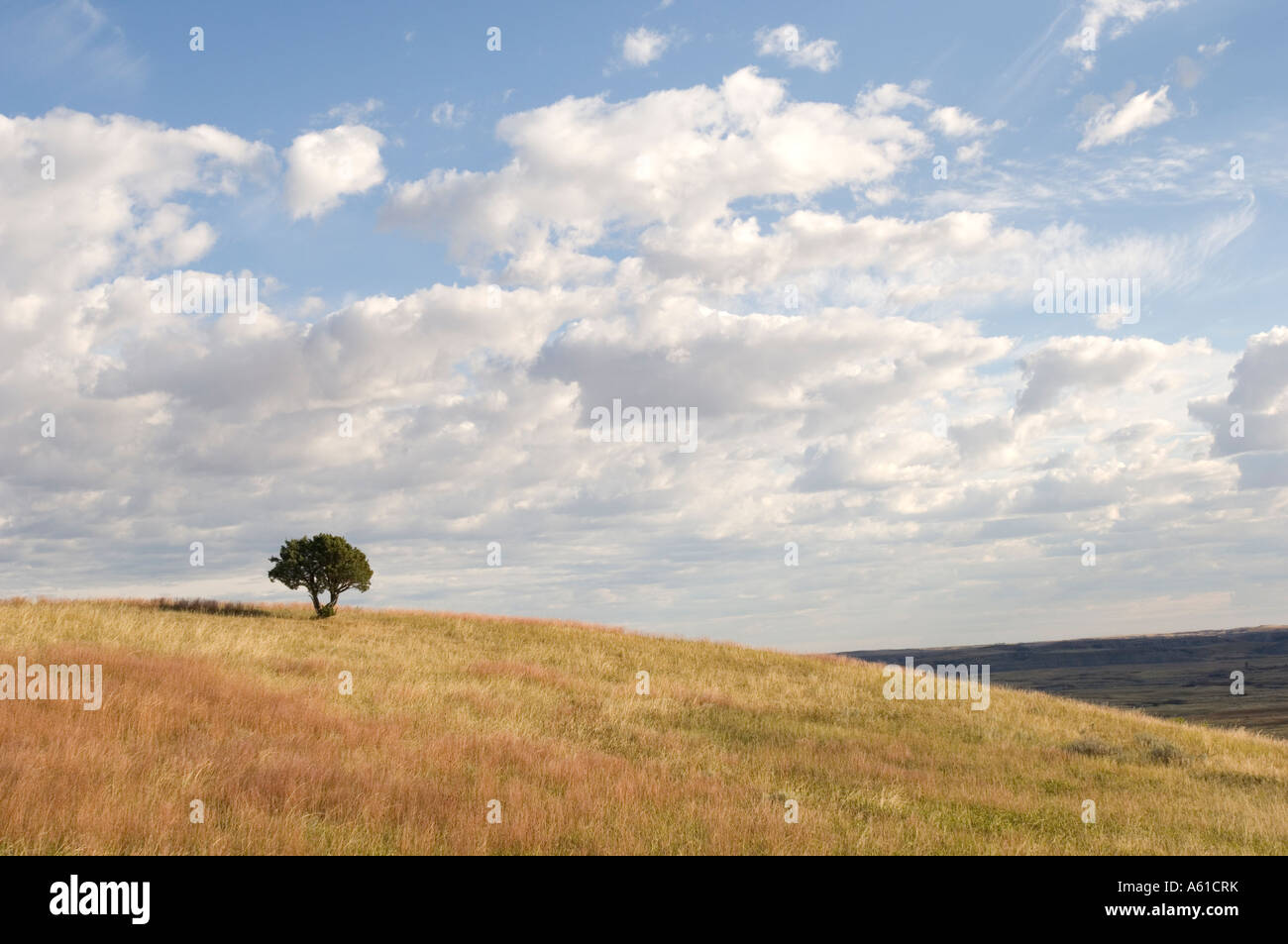 Lone tree in grasslands at Theodore Roosevelt National Park North ...