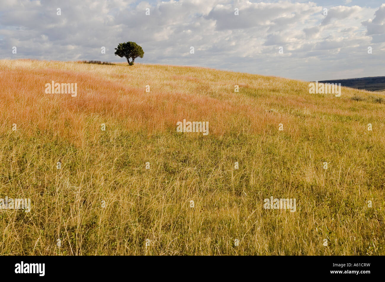 Lone tree in grasslands at Theodore Roosevelt National Park North ...