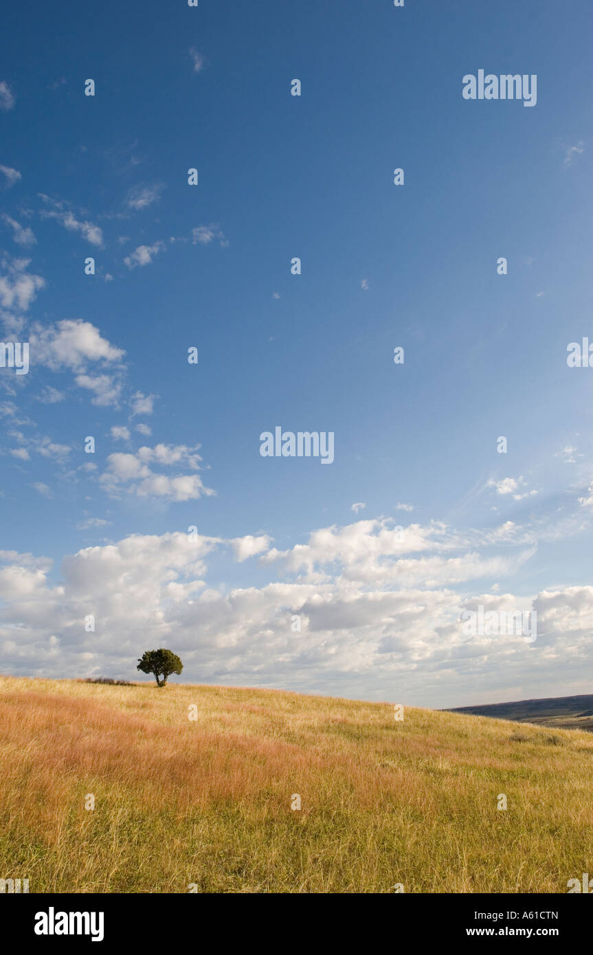 Lone tree in grasslands at Theodore Roosevelt National Park North ...