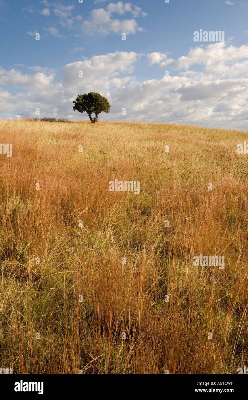 Lone tree in grasslands at Theodore Roosevelt National Park North ...