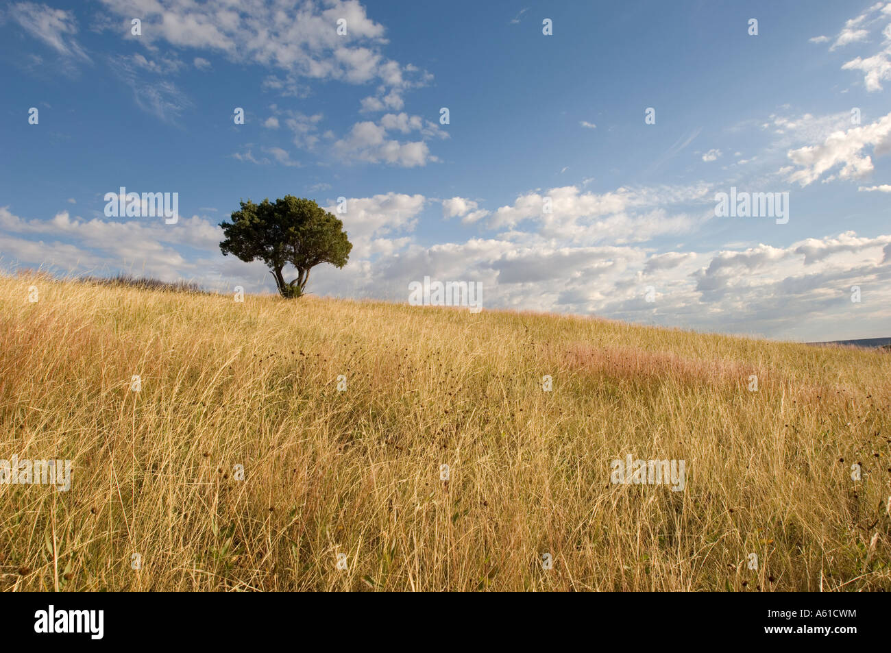 Lone tree in grasslands at Theodore Roosevelt National Park North ...
