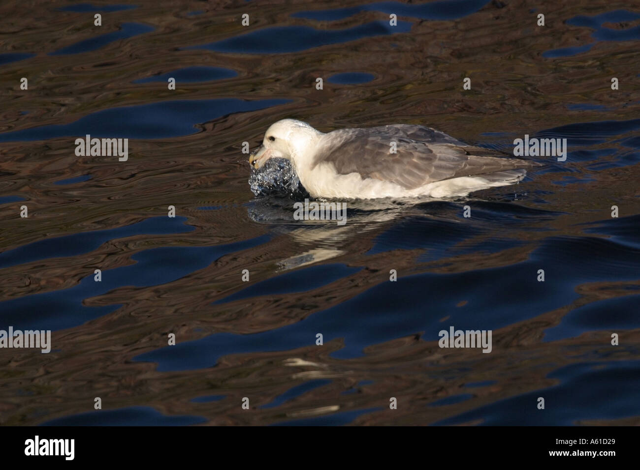 Northern Fulmar Thule Greenland Stock Photo - Alamy