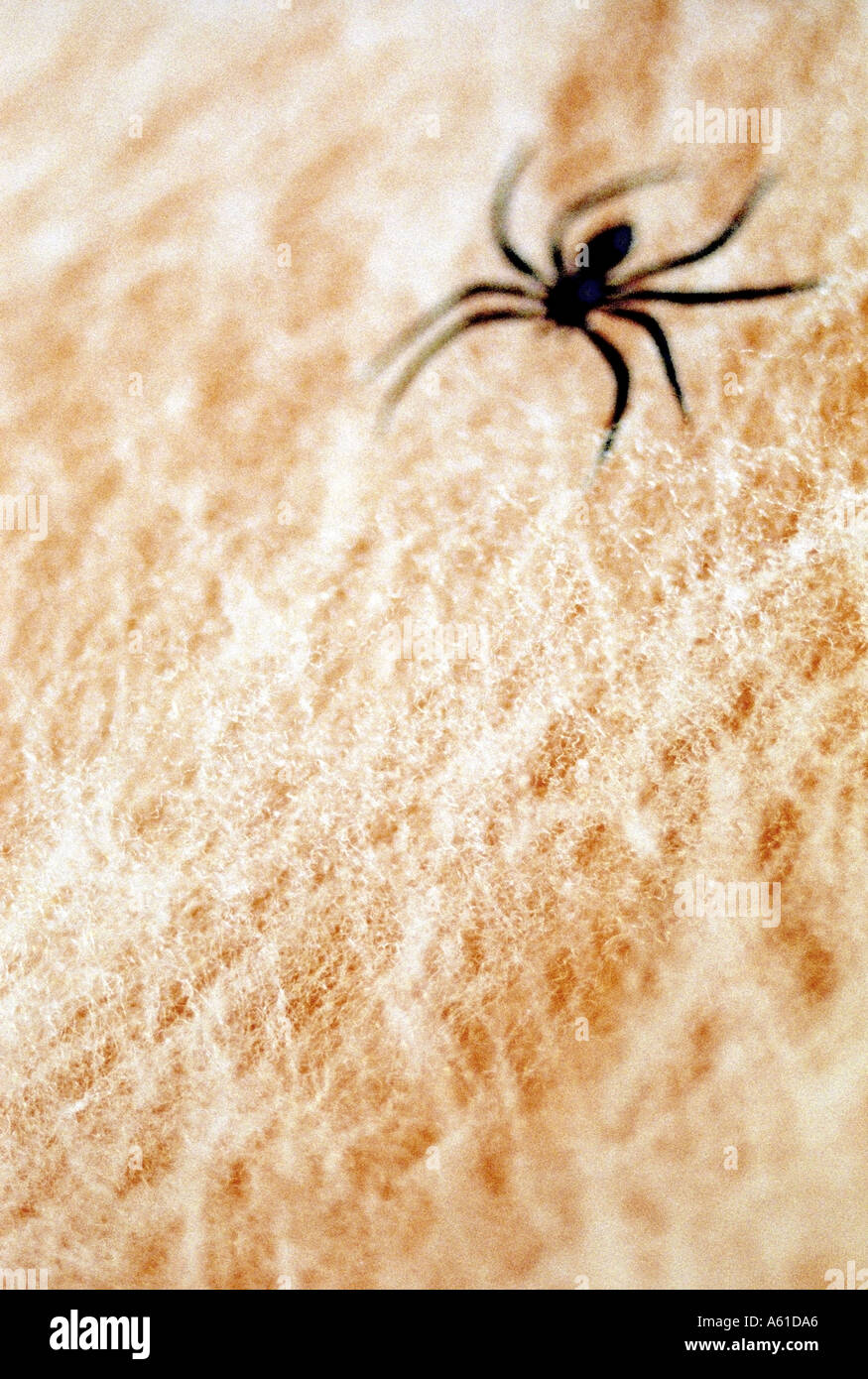 Plastic spider on web SIMILAR IMAGE A61DA7 Stock Photo - Alamy