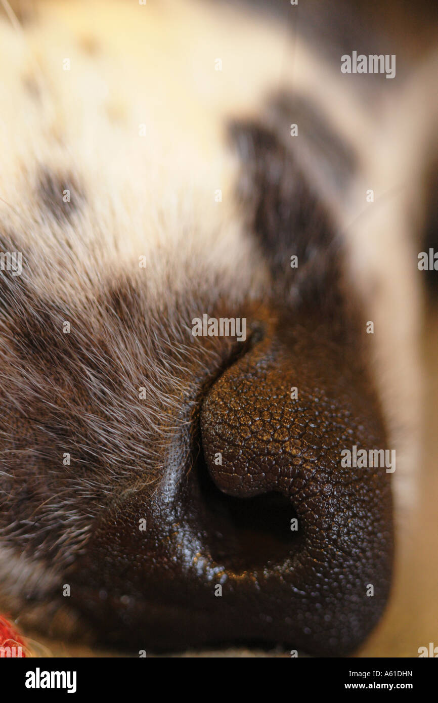 Springer Spaniel dog nose nostril and snout Stock Photo - Alamy
