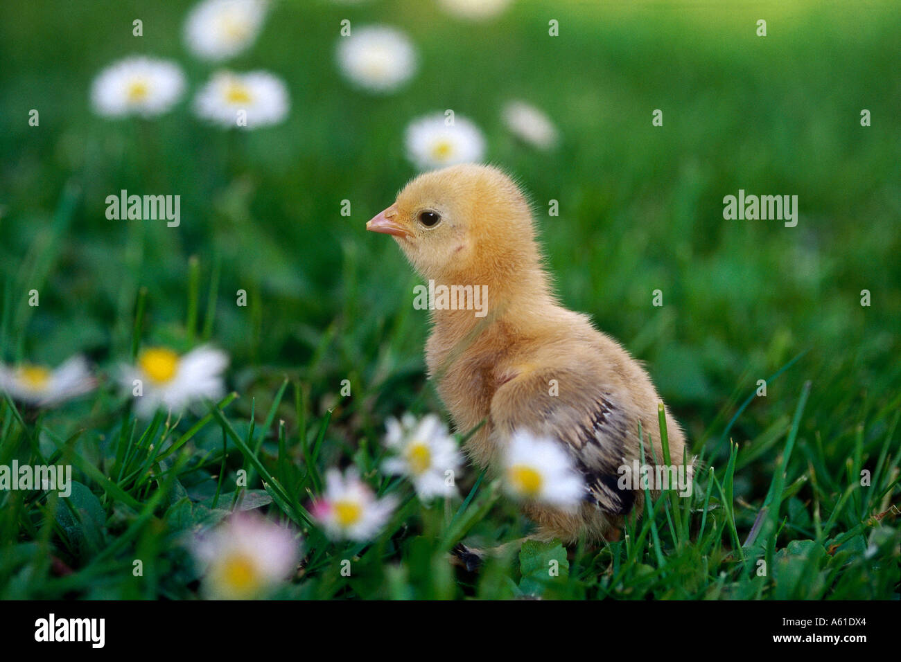 Chicken meadows hi-res stock photography and images - Alamy