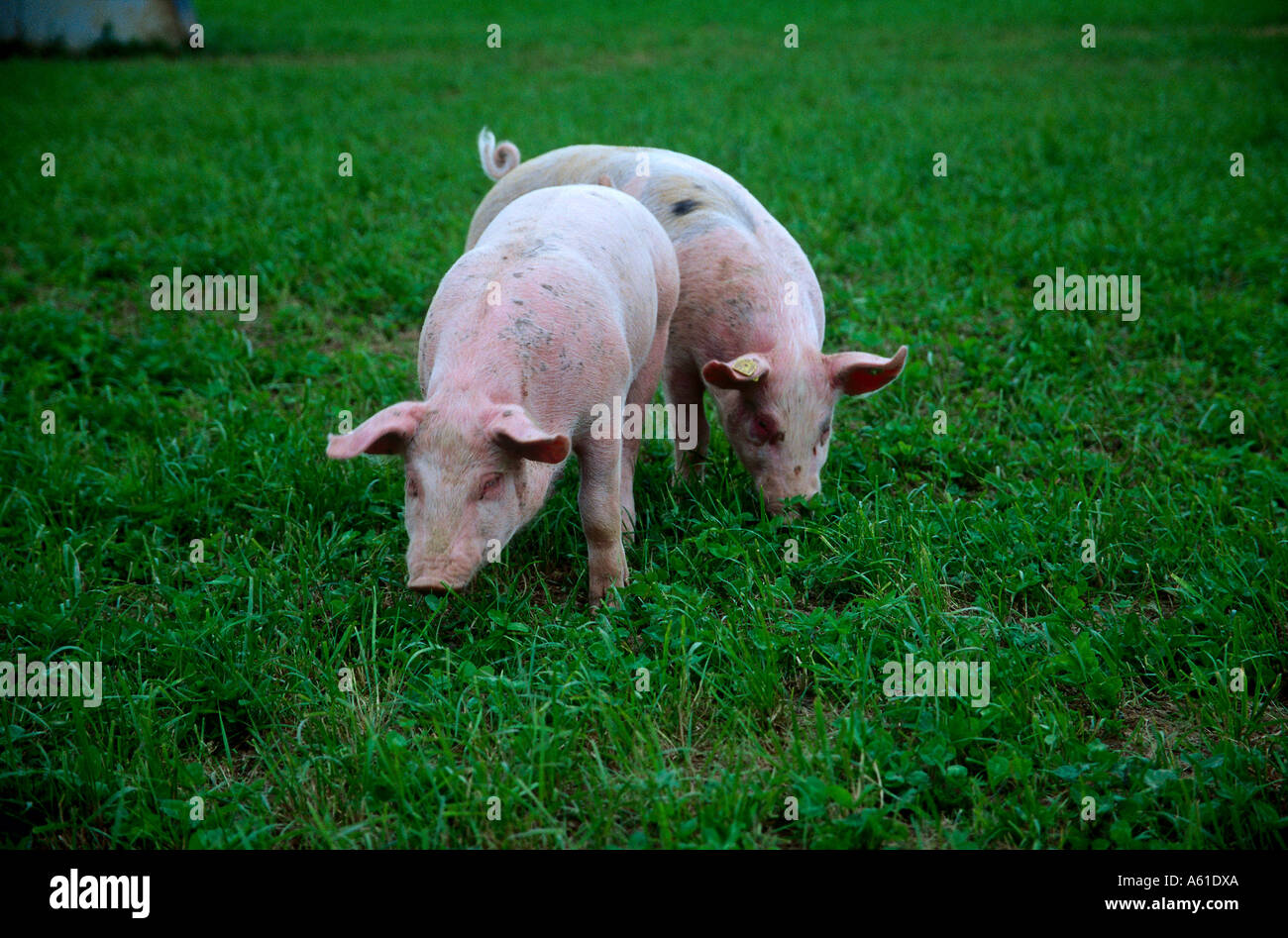 Two pigs in meadow Stock Photo - Alamy